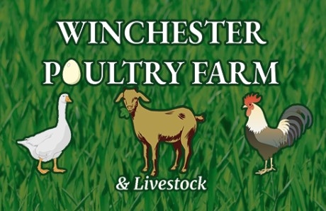 Winchester Poultry Livestock Chickens Poultry For Sale Winchester